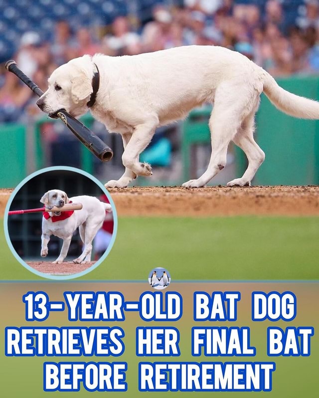 This is Layla, the bat dog for the Clearwater Threshers minor league ...