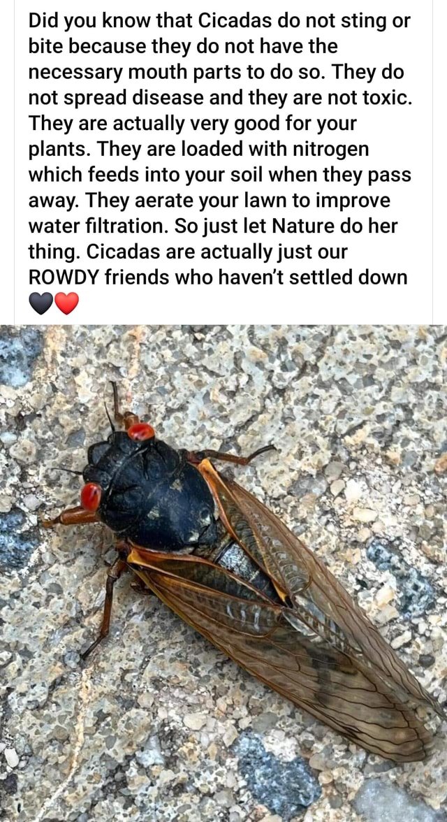 Did you know that Cicadas do not sting or bite because they do not have ...
