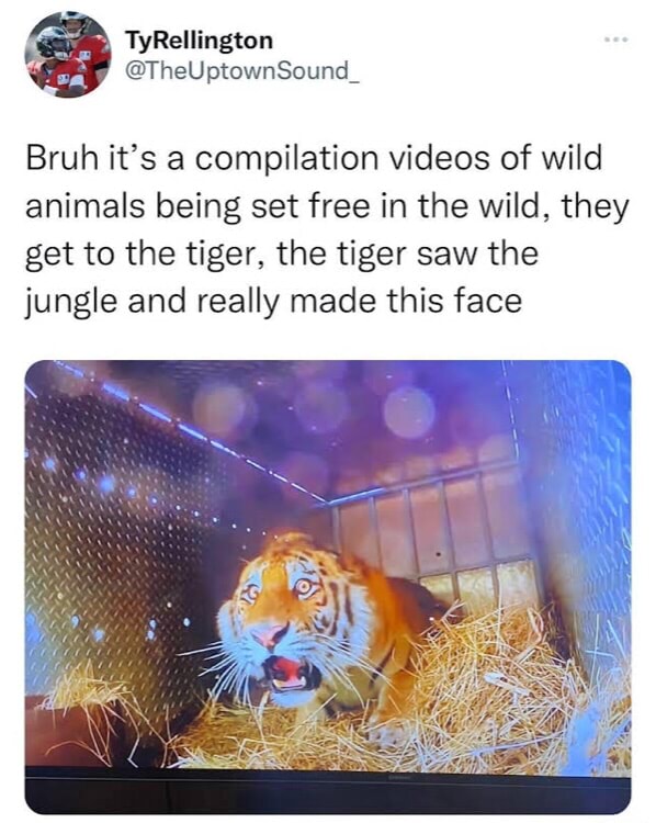 TyRellington Bruh it's a compilation videos of wild animals being set ...