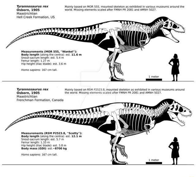 Tyrannosaurus rex Mainly based on MOR 555, mounted skeleton as ...