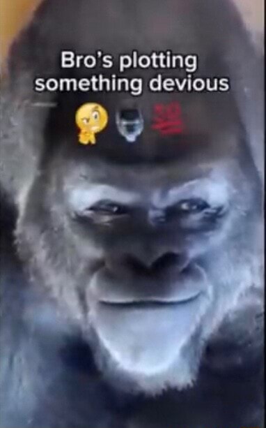 Bro's plotting something devious - iFunny