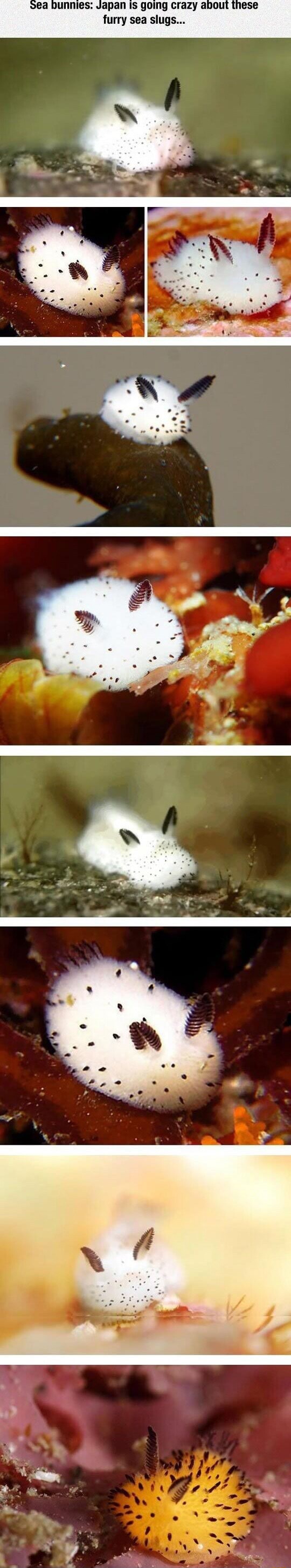 Ea Dunnies: Japan US going crazy abou furry sea slugs... - iFunny