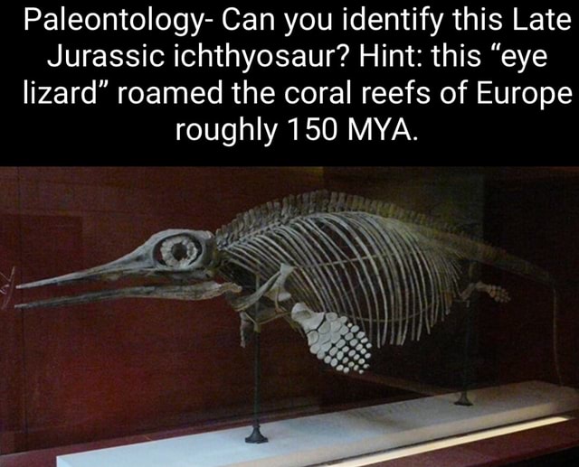 Paleontology- Can you identify this Late Jurassic ichthyosaur? Hint ...