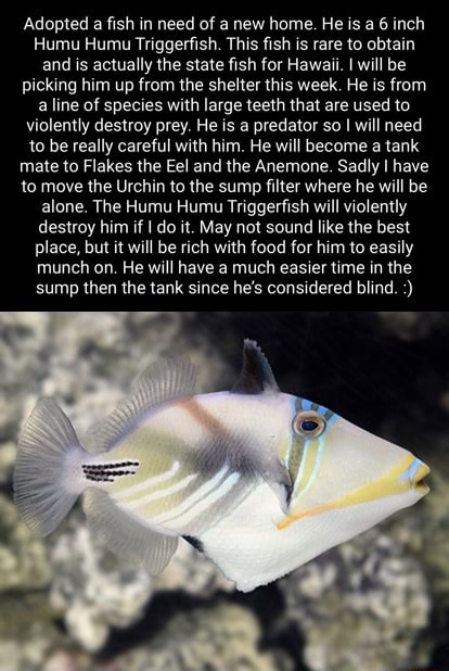 Adopted a fish in need of a new home. He is a 6 inch Humu Humu ...