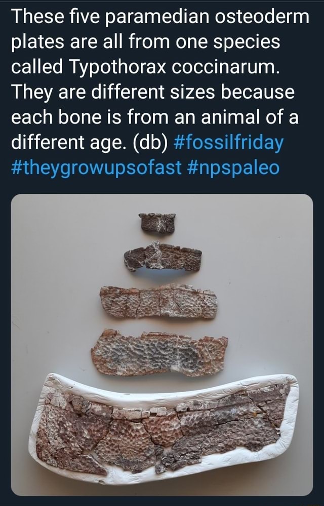 These five paramedian osteoderm plates are all from one species called ...