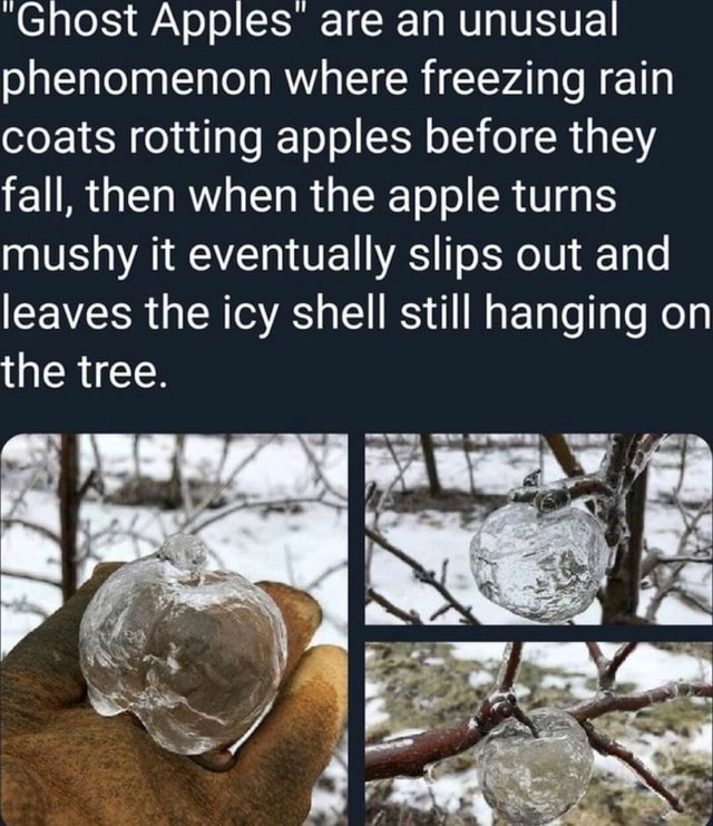 'Ghost Apples' are an unusual phenomenon where freezing rain coats ...
