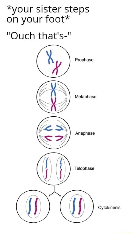 *your sister steps on your foot* "Ouch that's-" Prophase Metaphase SOS ...