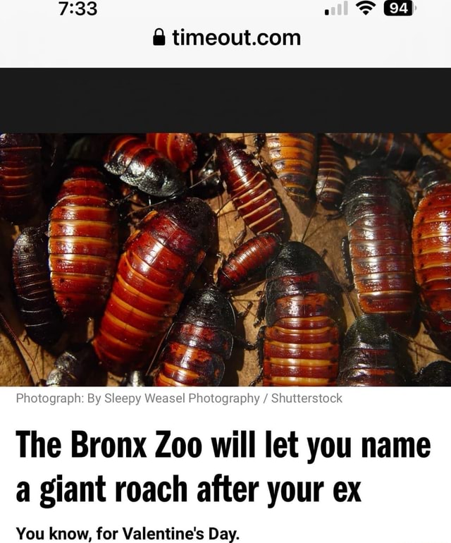 Timeour.conn a I Ve Photograph: By Sleepy Weasel Photography / Shutterstock The Bronx Zoo will ...