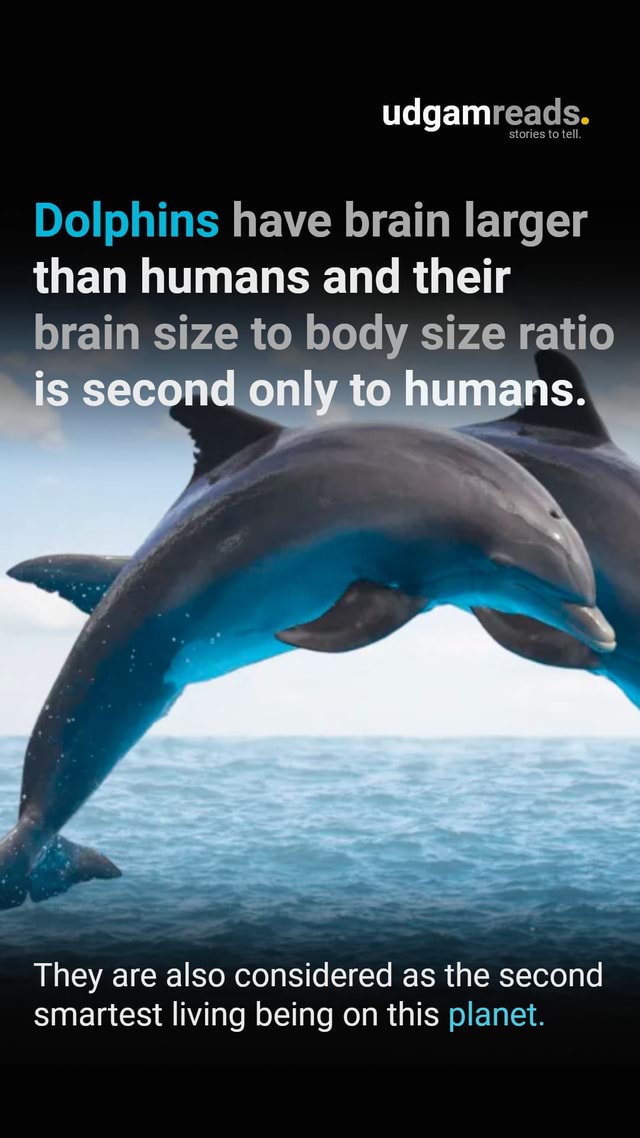 Dolphins have a brain larger than humans and their brain size to body ...