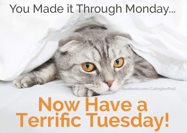 You Made it Through Monday... Now Have a Terrific Tuesday! - iFunny