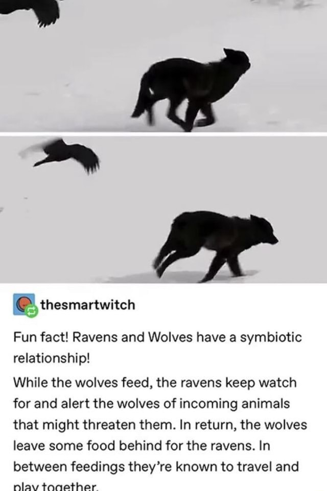 thesmartwitch Fun fact! Ravens and Wolves have a symbiotic relationship ...