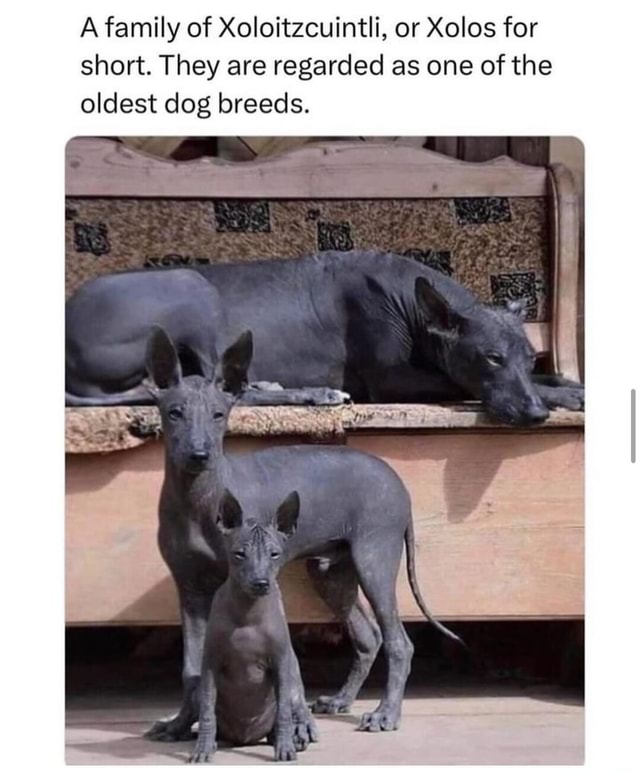 This incredible breed, also known as the Mexican Hairless Dog, has been ...