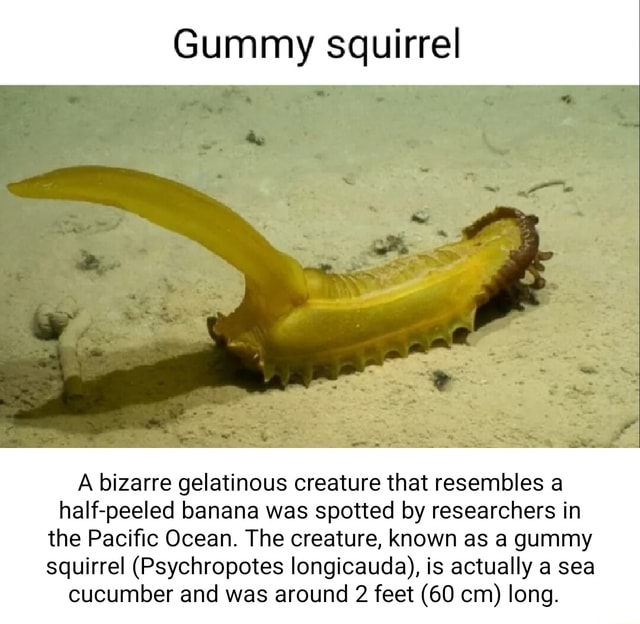 Gummy squirrel A bizarre gelatinous creature that resembles a half ...