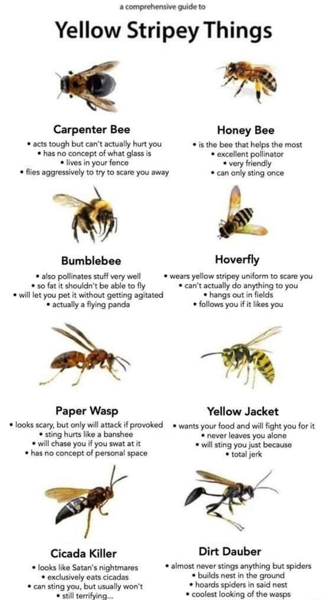 A comprehensive guide to Yellow Stripey Things Carpenter Bee Honey Bee ...