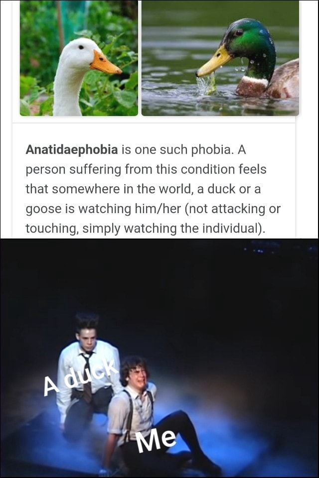 Anatidaephobia is one such phobia. A person suffering from this ...