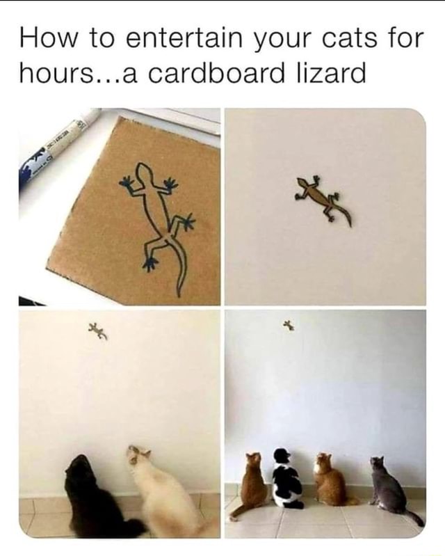 How to entertain your cats for hours...a cardboard lizard - iFunny