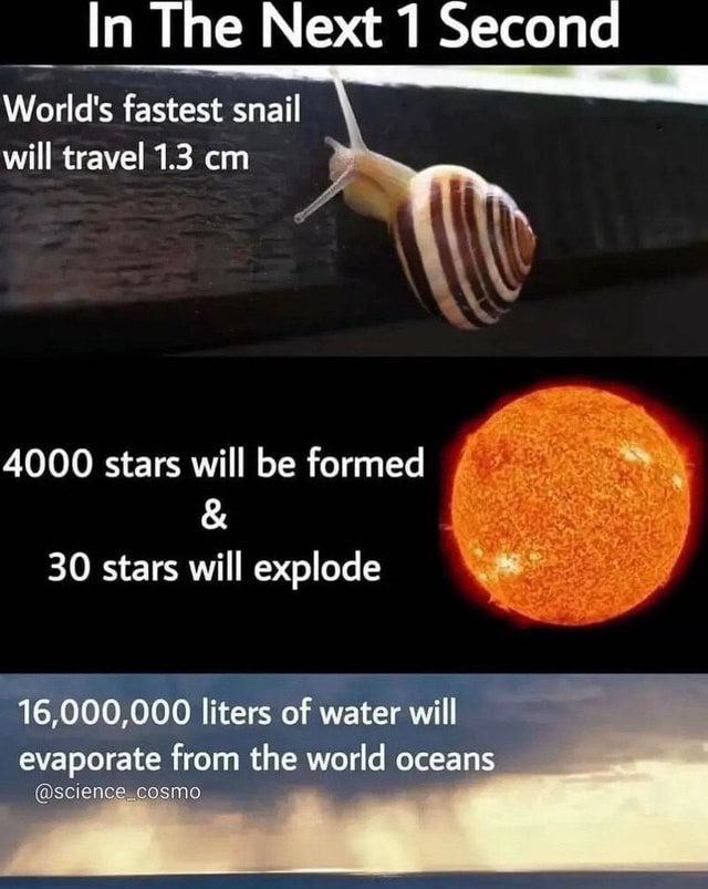 In Tine Next Second World's fastest snail will travel 1.3 cm 4000 stars ...
