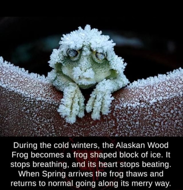 During the cold winters, the Alaskan Wood Frog becomes a frog shaped ...