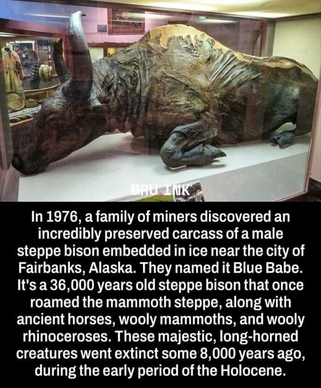 MAU INK In 1976, a family of miners discovered an incredibly preserved ...