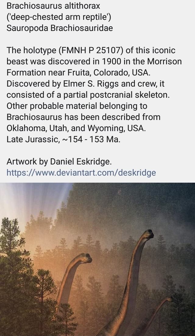 Brachiosaurus altithorax ('deep-chested arm reptile') Sauropoda ...