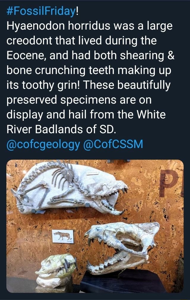 #FossiIFriday! Hyaenodon horridus was a large creodont that lived ...