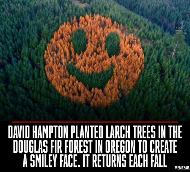 DAVID HAMPTON PLANTED LARCH TREES IN THE DOUGLAS FIR FOREST IN OREGON ...