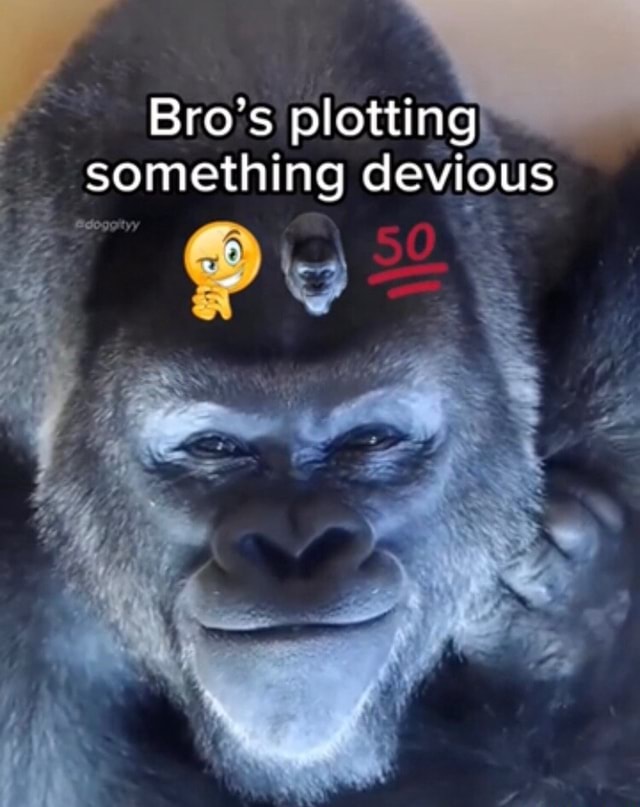 Bro's plotting something devious Ow - iFunny
