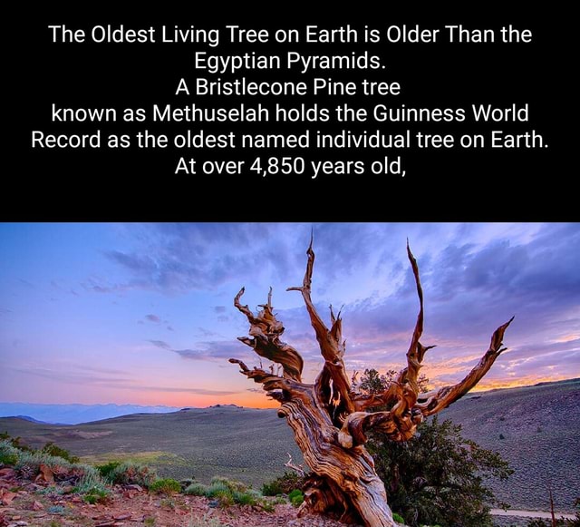 The Oldest Living Tree on Earth is Older Than the Egyptian Pyramids. A ...