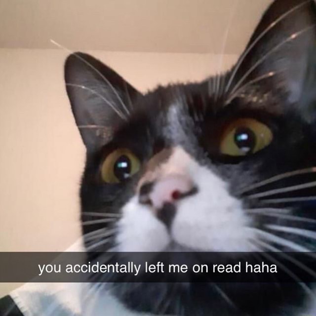 You accidentally left me on read haha - iFunny