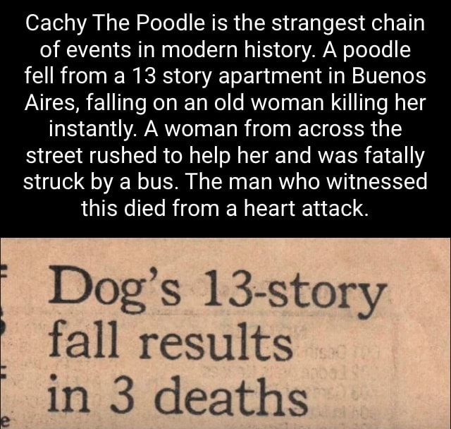 Cachy The Poodle is the strangest chain of events in modern history. A ...