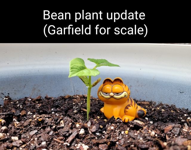 Bean plant update (Garfield for scale) - iFunny