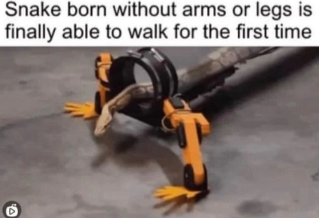 Snake born without arms or legs is finally able to walk for the first ...