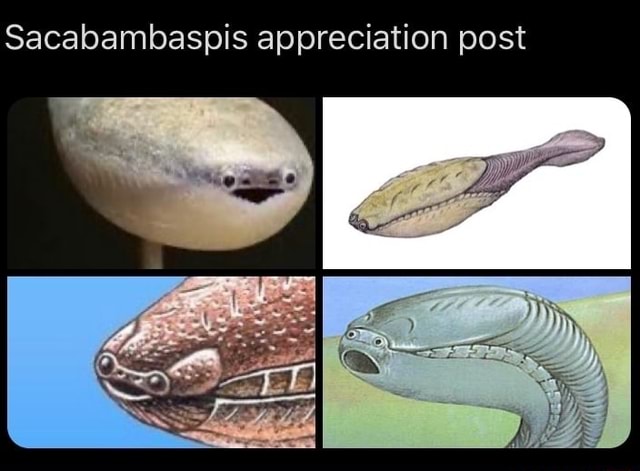 Sacabambaspis appreciation post - iFunny