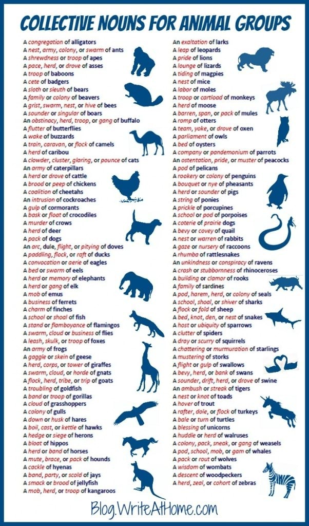 COLLECTIVE NOUNS FOR ANIMAL GROUPS A.congregation of alligators Anest ...