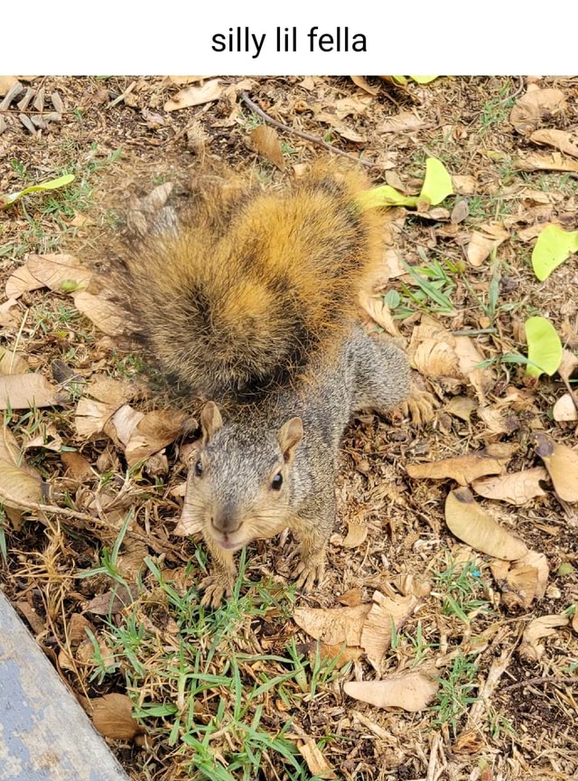 Silly lil fella - iFunny