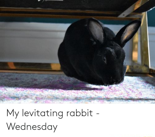 My levitating rabbit - Wednesday - My levitating rabbit - Wednesday ...