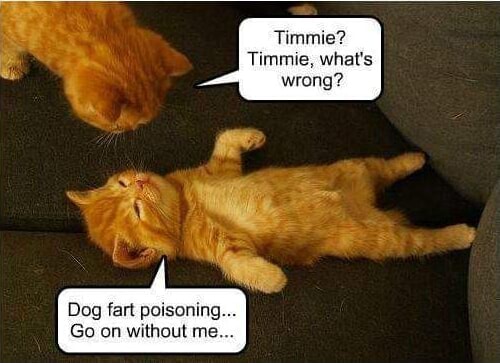 Timmie? Timmie, what's wrong? Dog fart poisoning... Go on without me ...