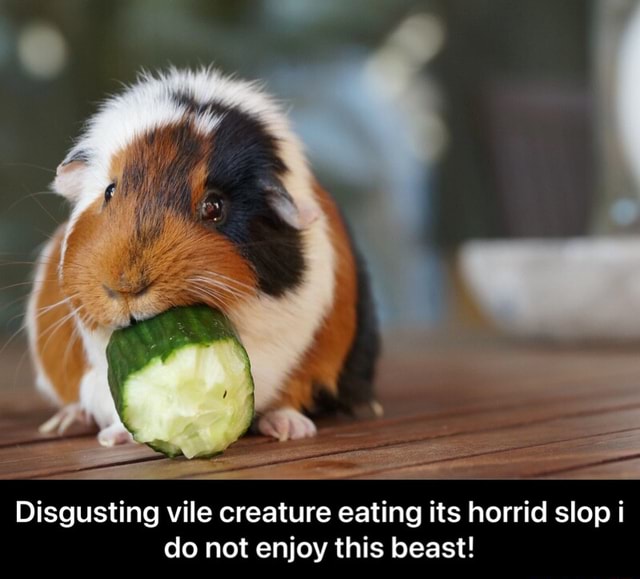 Disgusting vile creature eating its horrid slop i do not enjoy this ...