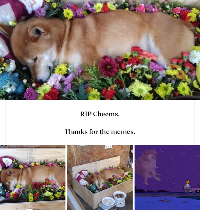 RIP Cheems. Thanks for the memes. - iFunny