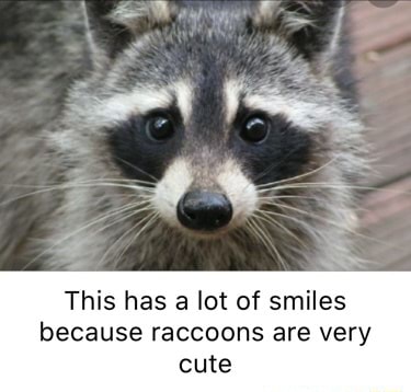 This has a lot of smiles because raccoons are very cute - iFunny