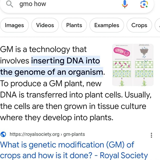 QQ gmo how Images Videos Plants Examples Crops GM is a technology that involves inserting DNA ...