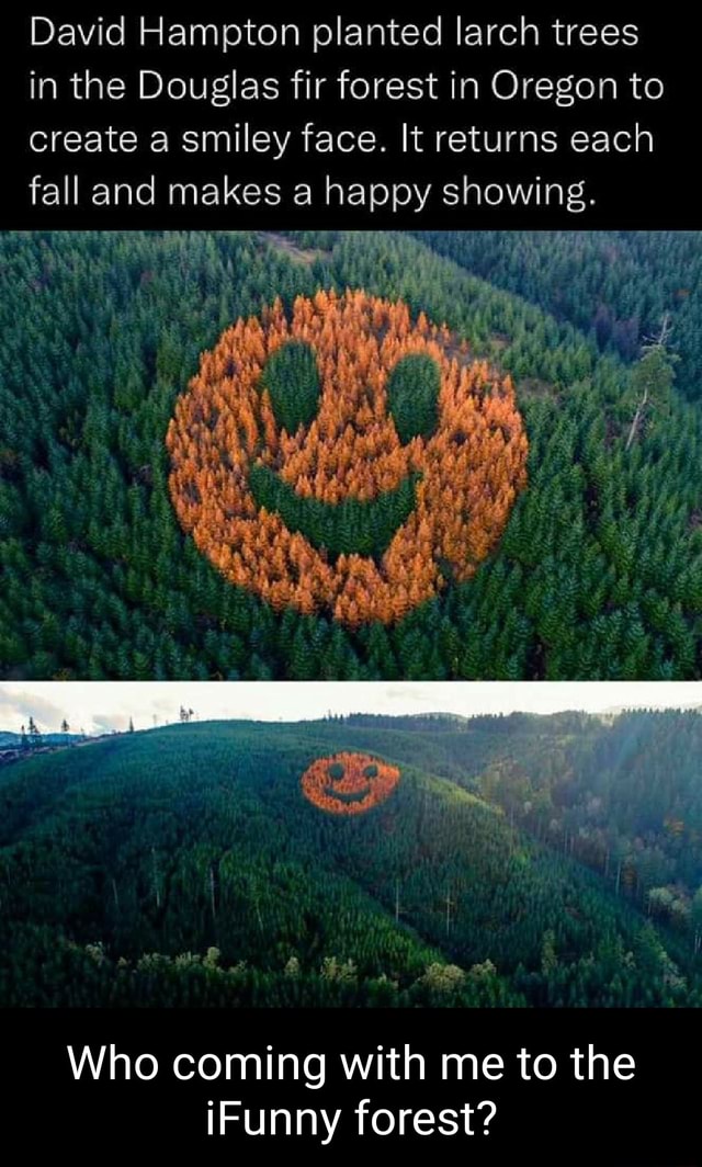 David Hampton planted larch trees in the Douglas fir forest in Oregon ...