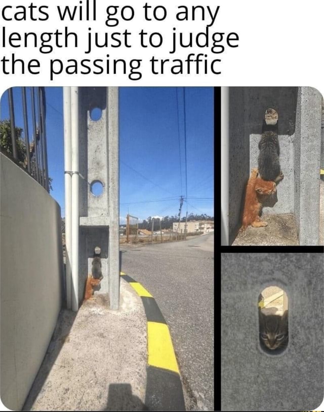 Cats will go to an length just to juc ge the passing traffic - iFunny