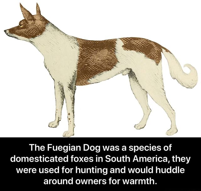 The Fuegian Dog was a species of domesticated foxes in South America ...