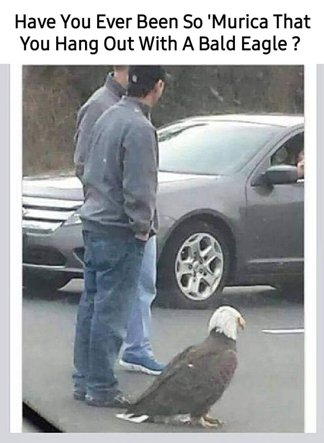 Have You Ever Been So 'Murica That You Hang Out With A Bald Eagle ...
