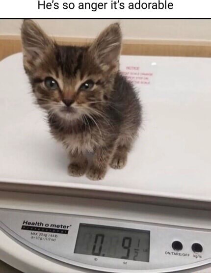 Hes so anger it's adorable - iFunny