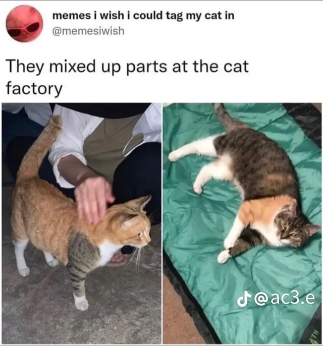 Memes i wish i could tag my cat in They mixed up parts at the cat I ...