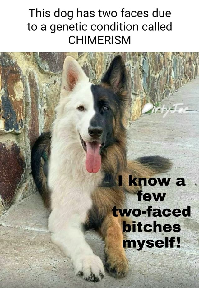 This dog has two faces due to a genetic condition called CHIMERISM Ne ...