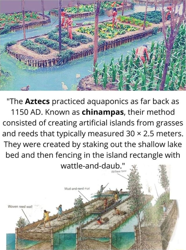 "The Aztecs practiced aquaponics as far back as 1150 AD. Known as ...