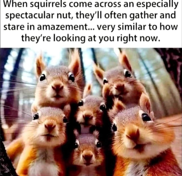 When squirrels come across an especially spectacular nut, they'll often ...